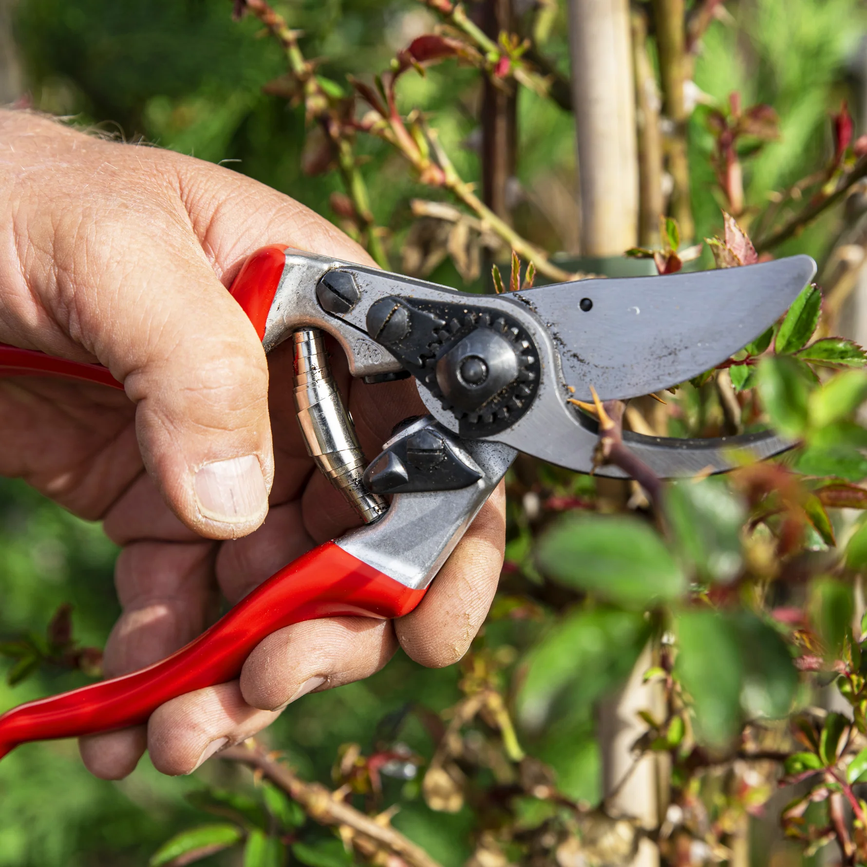 Felco Secateurs Comparison | Free UK Delivery